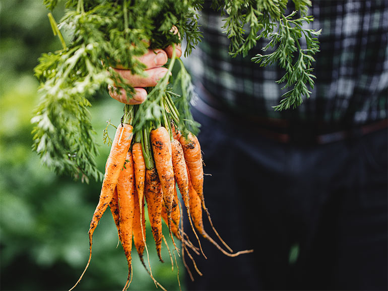 Cantine digitale nouvelle génération & plateaux repas d'entreprise ...